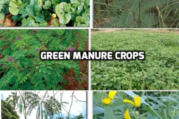 Green Manuring and Cultivation Practices