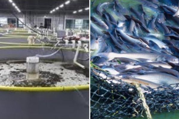 Biofloc Technology (BFT) In Aquaculture, India - A Full Guide | Agri ...