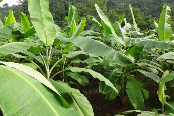 Multi-layer Farming Process and Benefits | Agri Farming