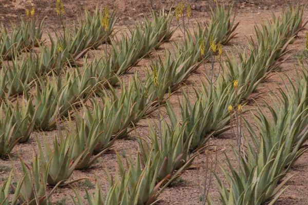 Medicinal Plants Cultivation, Farming Guide, Training | Agri Farming