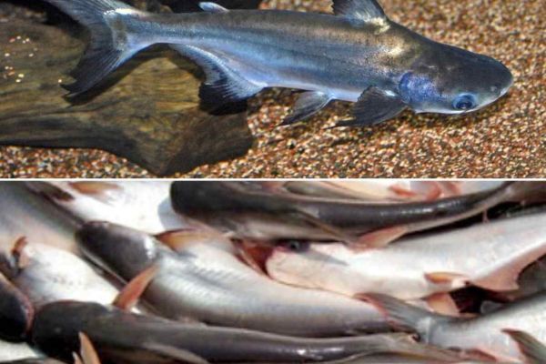 Pangasius Fish Farming, Cultivation Practices -a Full Guide | Agri Farming