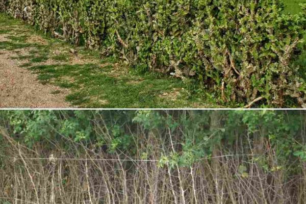 Bio Fencing Plants, Benefits in India - A Full Guide | Agri Farming