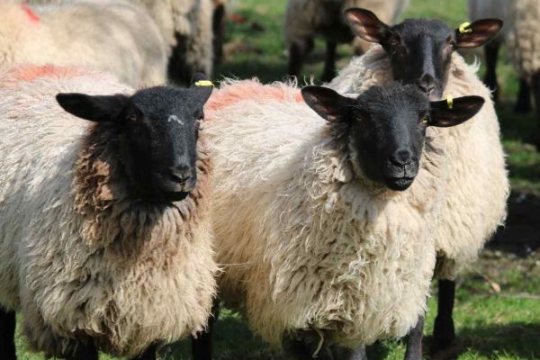 Organic Sheep Farming and Production Guide | Agri Farming Organic Sheep Farming and Production Guide | Agri Farming